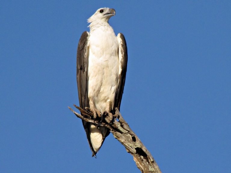 White Bellied Sea Eagle - awesome bird of prey - Travel Spiced Life