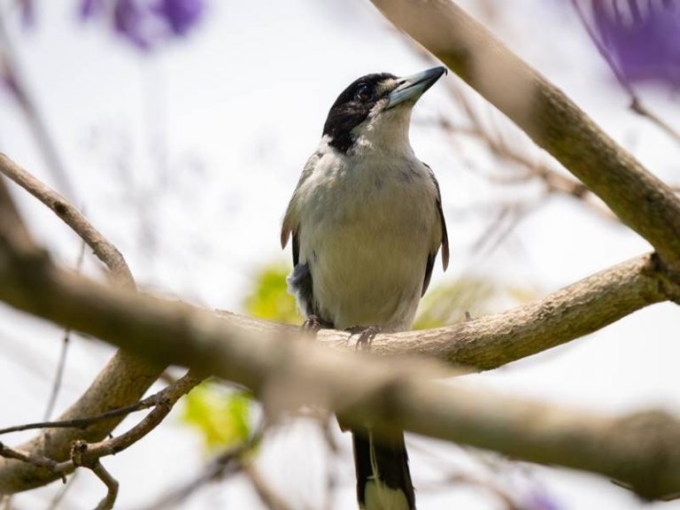 The Grey Butcherbird: A Symbol of Strength, Adaptability, and Beauty in ...