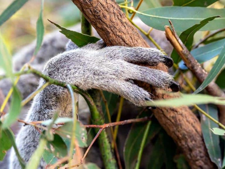 Unique facts about Koala - the iconic marsupial of Australia - Travel ...